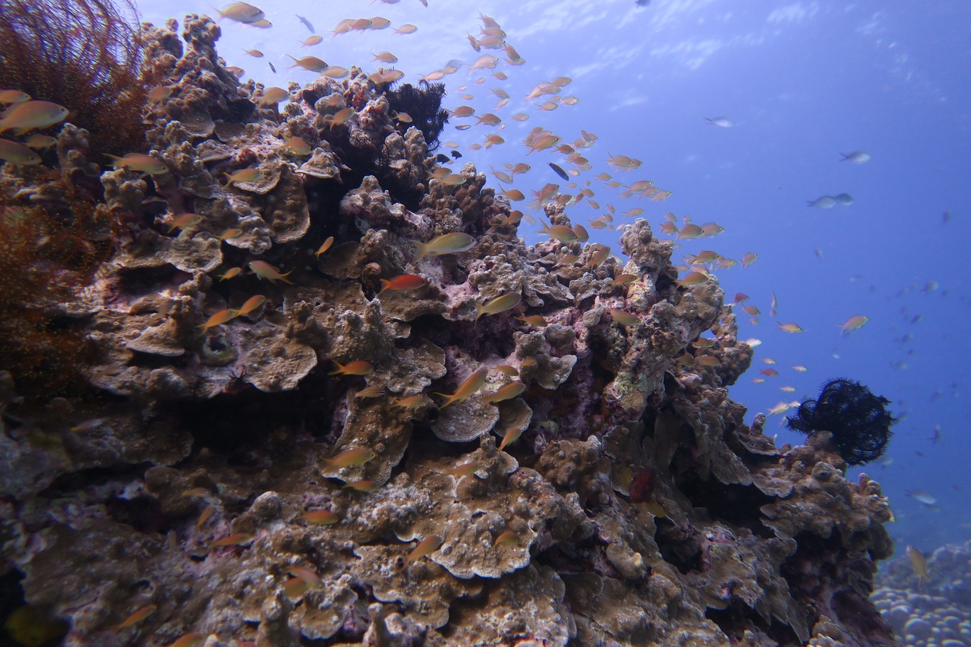 主页 - 长滩岛 ♥ 最准确的旅游指南
